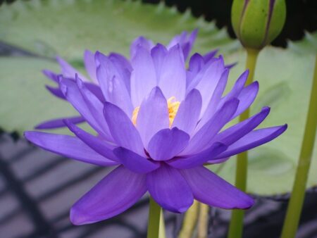 Lótus Azul - A Flor da Conexão e Elevação Espiritual • Além de Salém