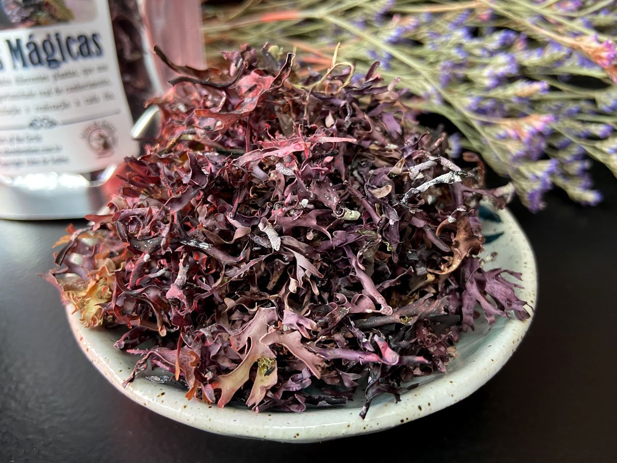 Musgo do Mar - Irish Moss • Além de Salém
