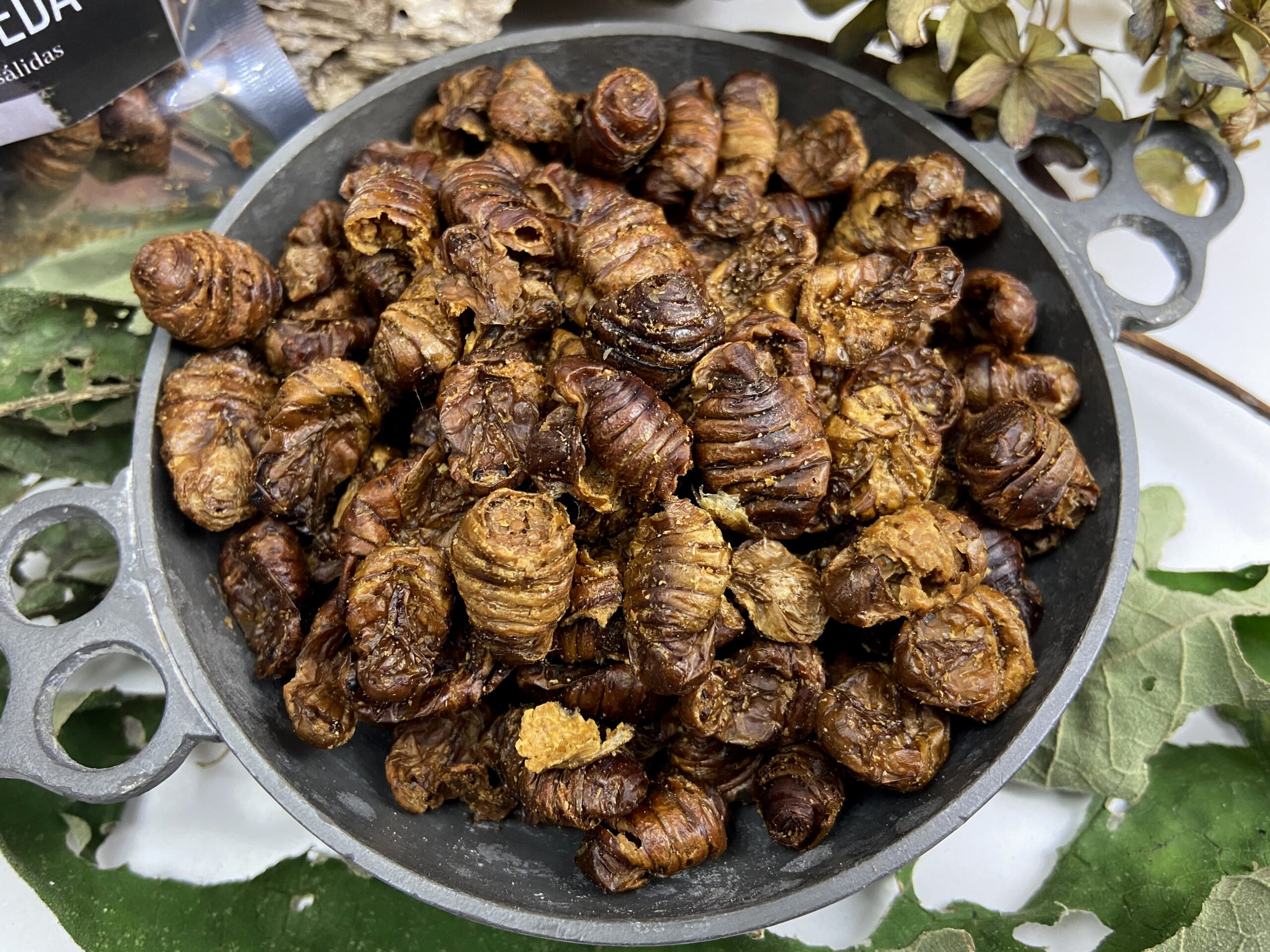 Bicho da Seda Crisálidas • Além de Salém