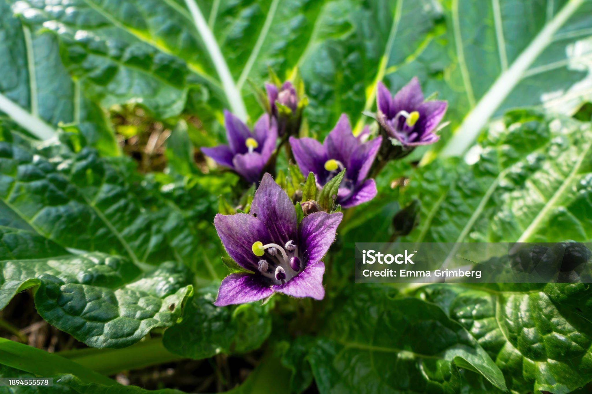 Violet flowers of wild Mandragora plant among green leaves close-up ...